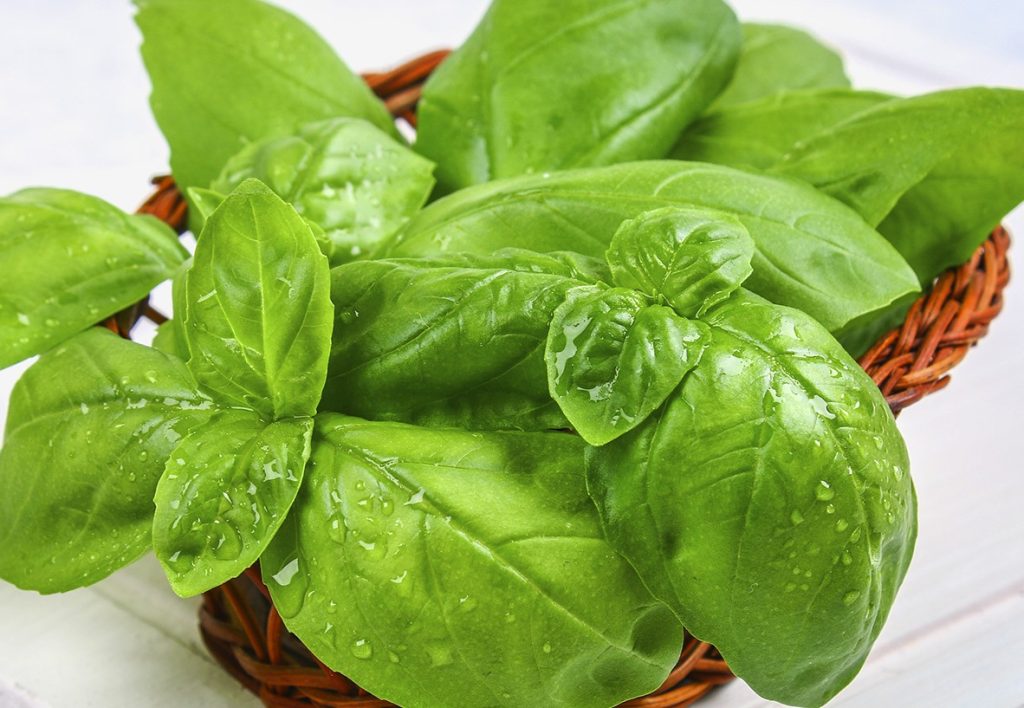 Albahaca Molida 100 g. - Miel Virgen de Extremadura